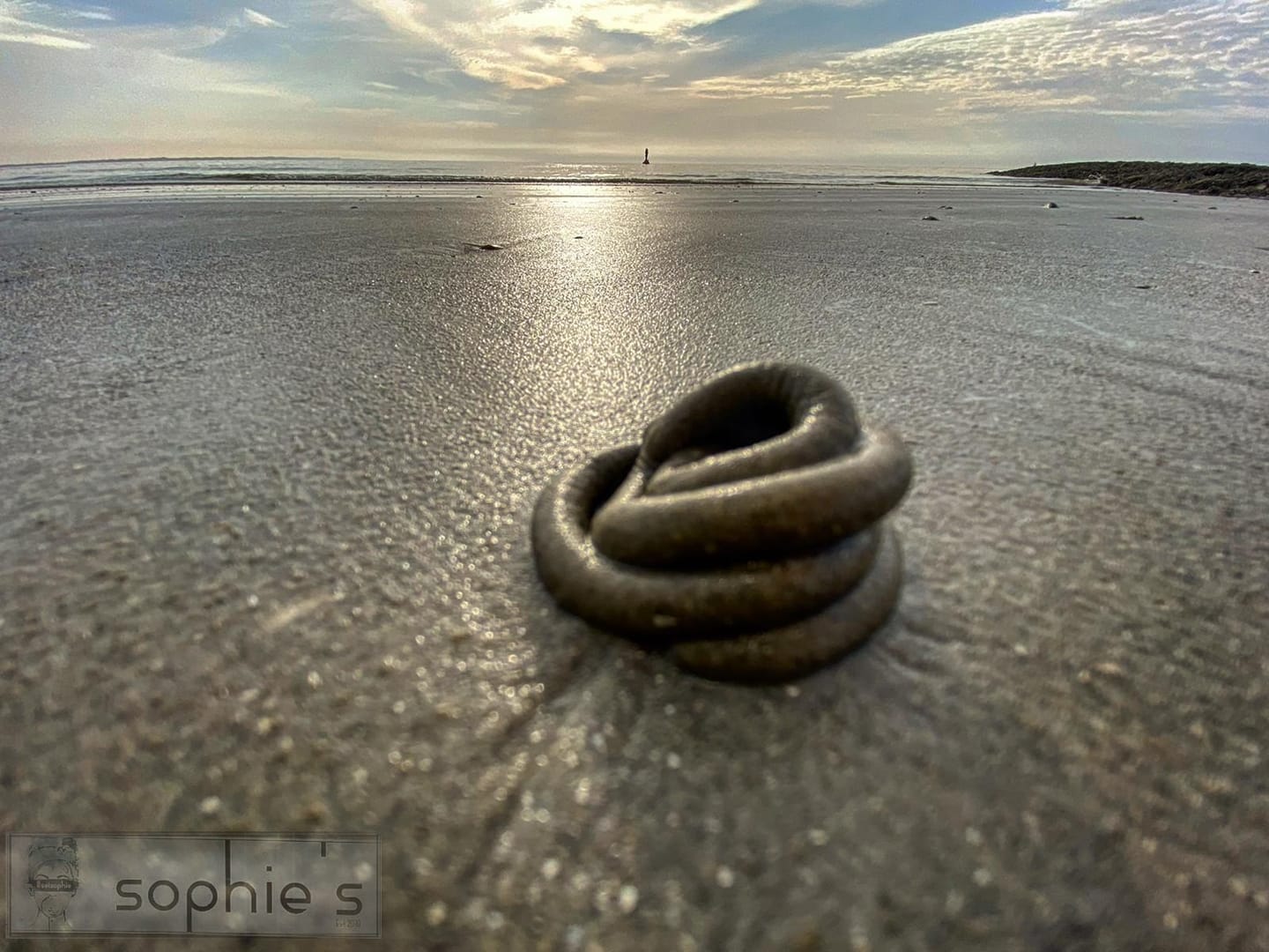Der Wattwurm: Markenzeichen des Wattenmeeres